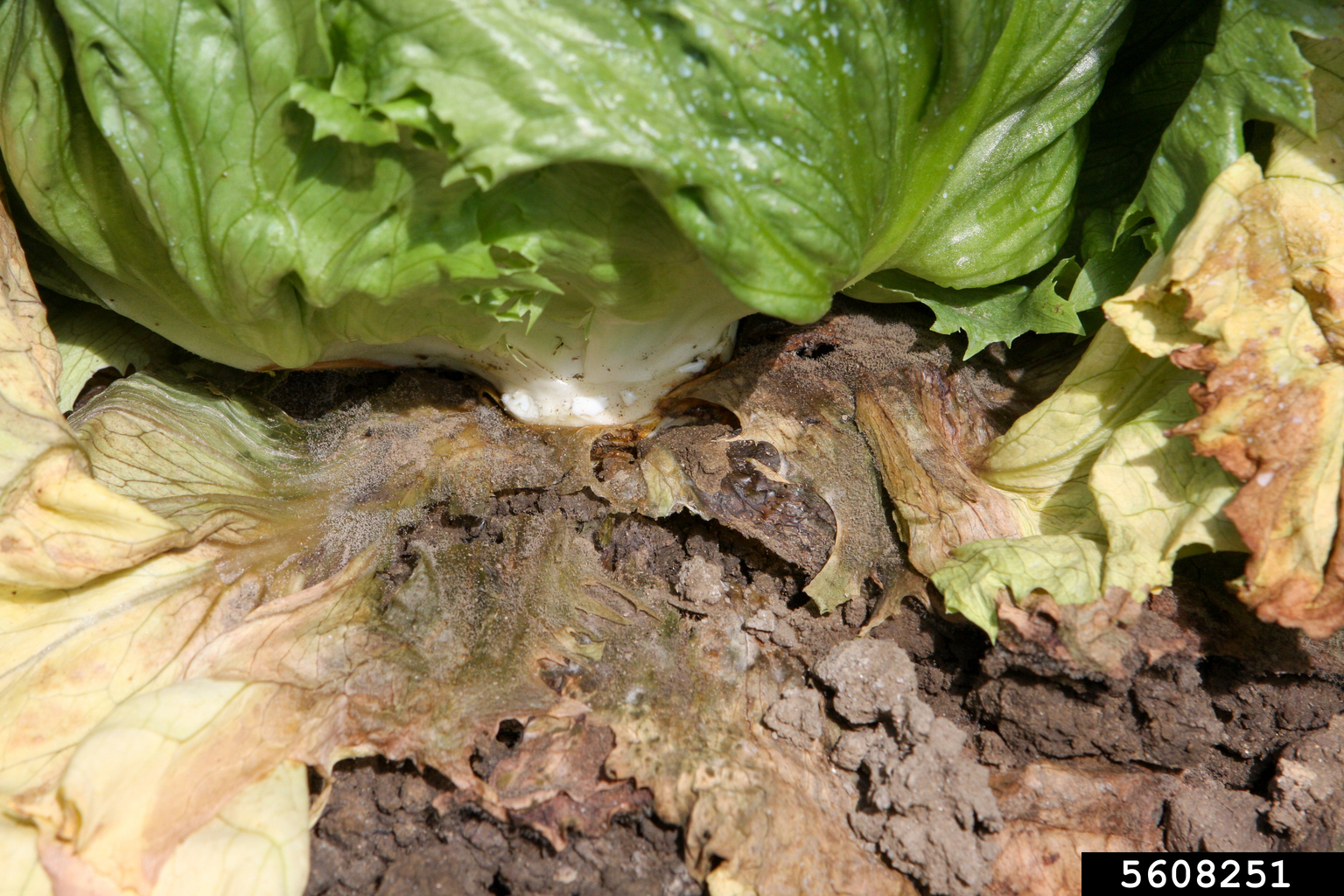 gray mold (Botrytis cinerea)