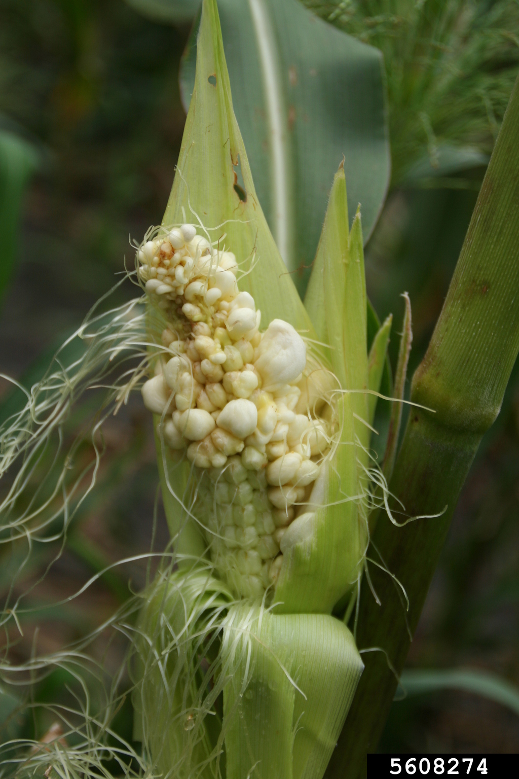 corn smut (Ustilago maydis (DC.) Corda)