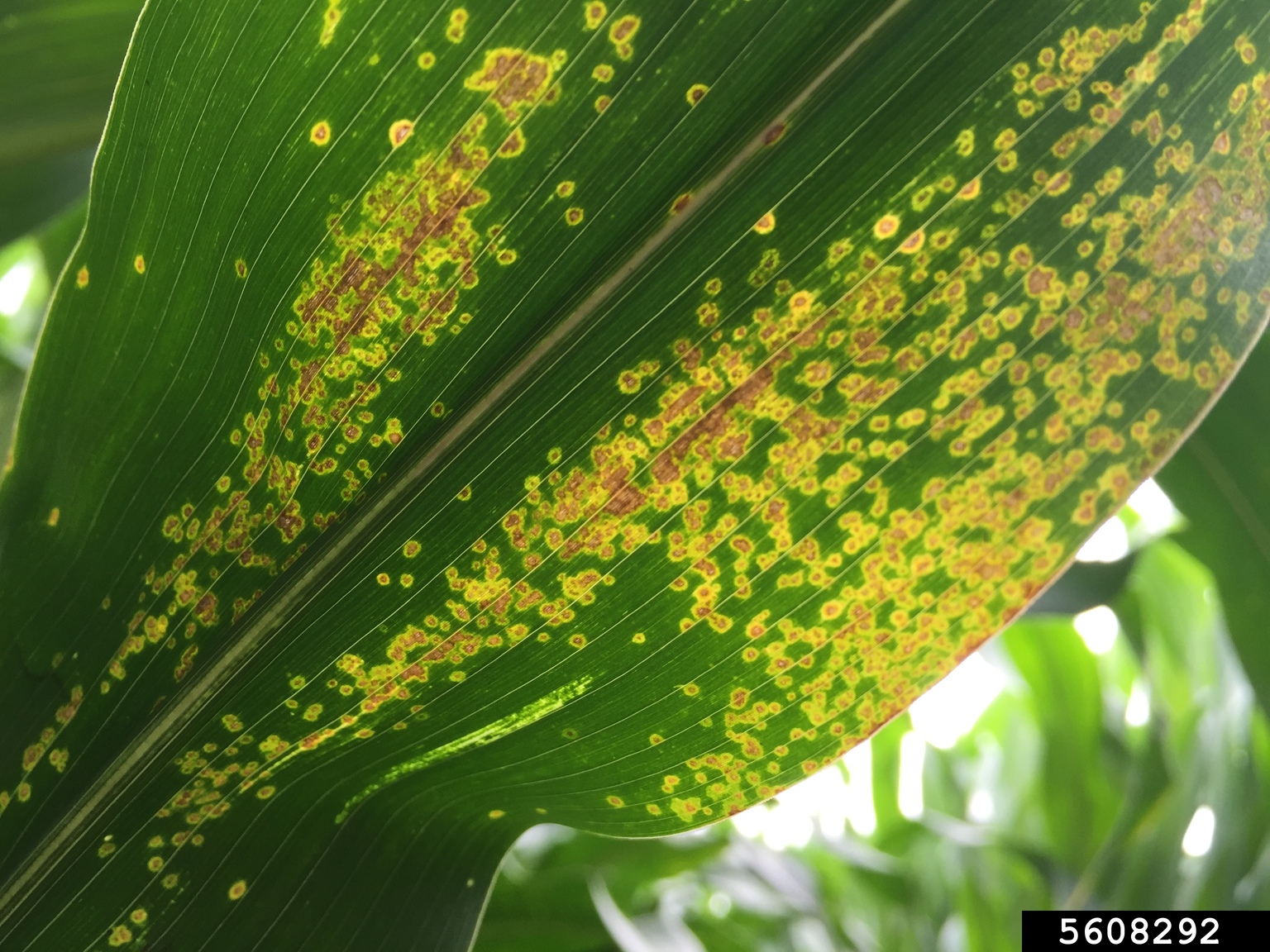 eye spot (Kabatiella zeae)