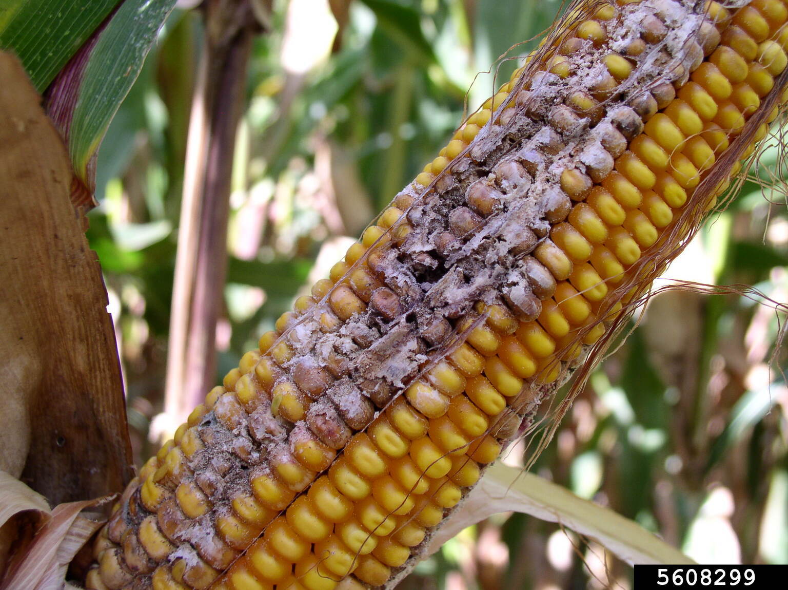 Fusarium wilts, blights, rots and damping-off (Genus Fusarium)