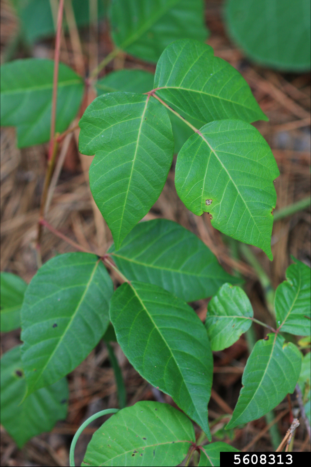 eastern poison ivy (Toxicodendron radicans ssp. radicans (L.) Kuntze)