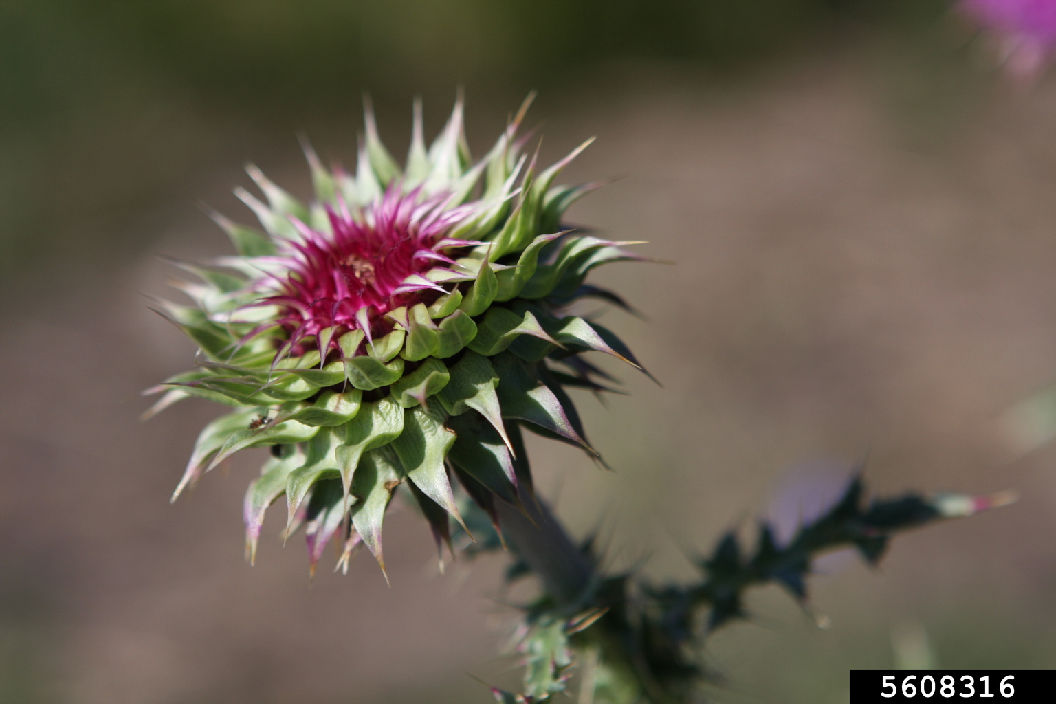 musk thistle, nodding thistle (Carduus nutans L.)