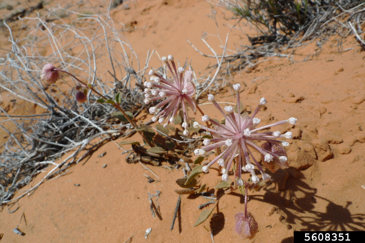 fragrant white sand verbena (Abronia elliptica A. Nelson)