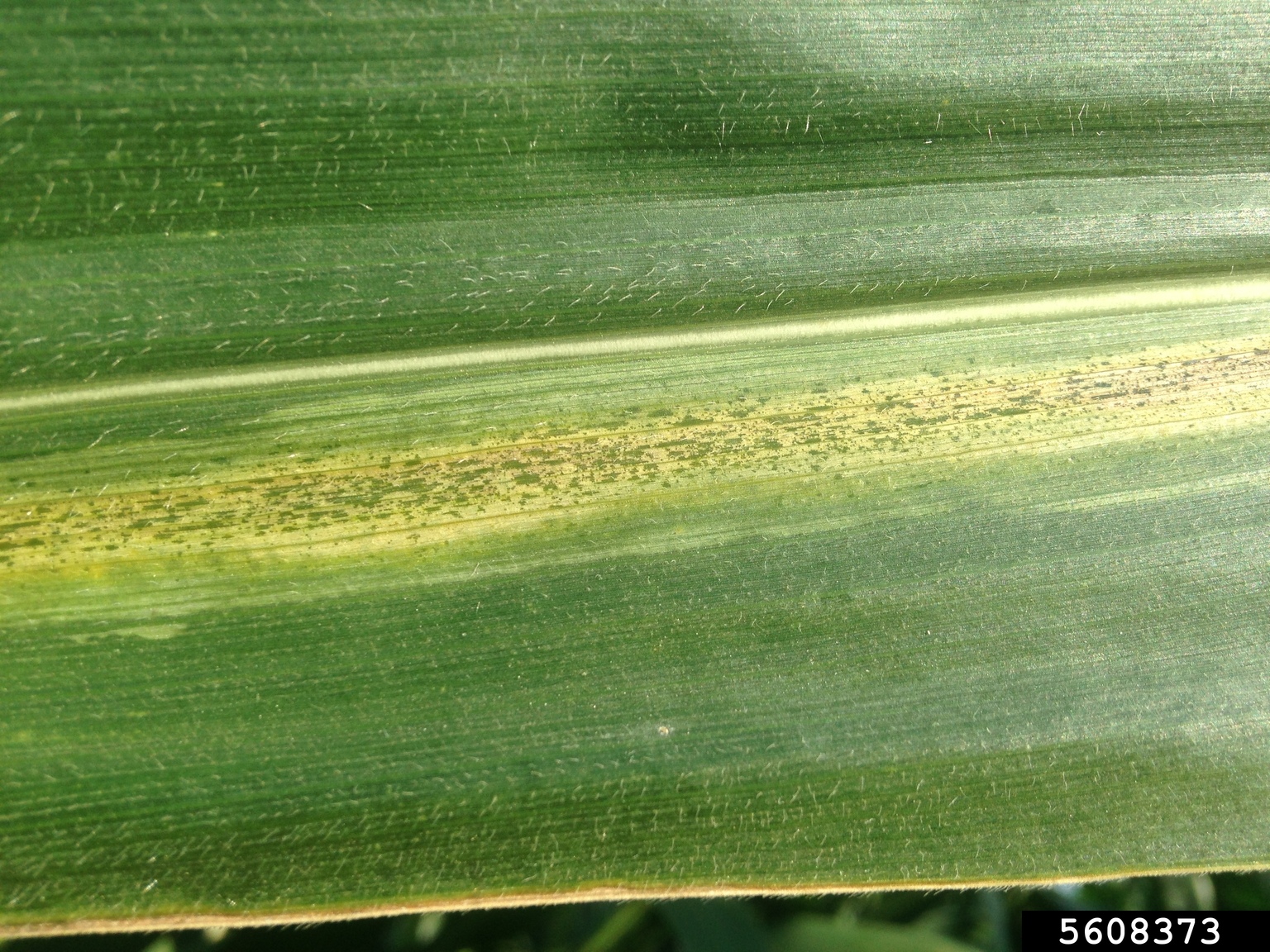 Goss' bacterial wilt (Clavibacter michiganensis ssp. nebraskensis) on ...