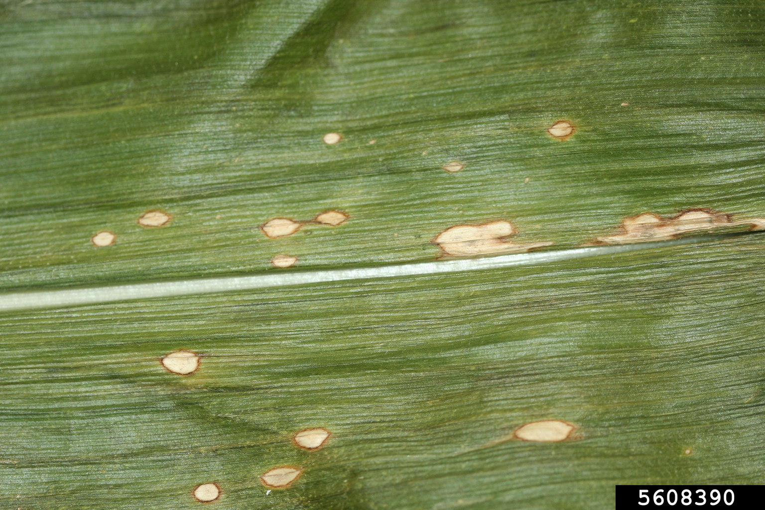 bacterial brown spot of bean/canker of stone fruit, twig blight ...