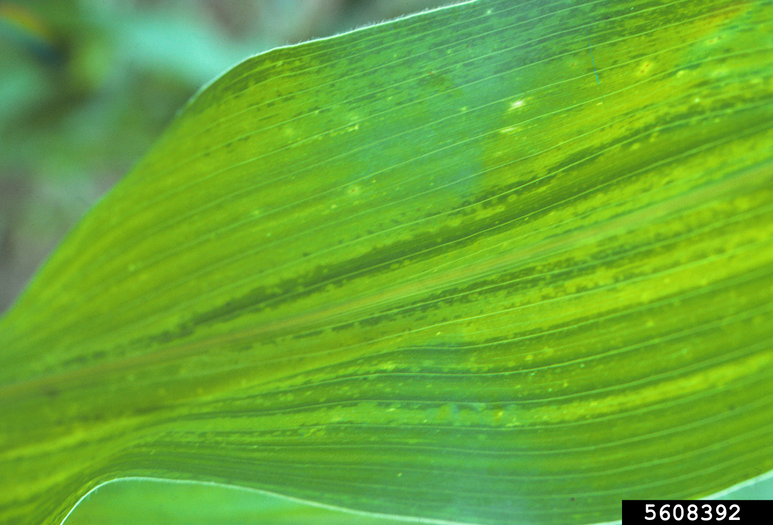 maize dwarf mosaic virus (MDMV) (Potyvirus Maize dwarf mosaic virus)