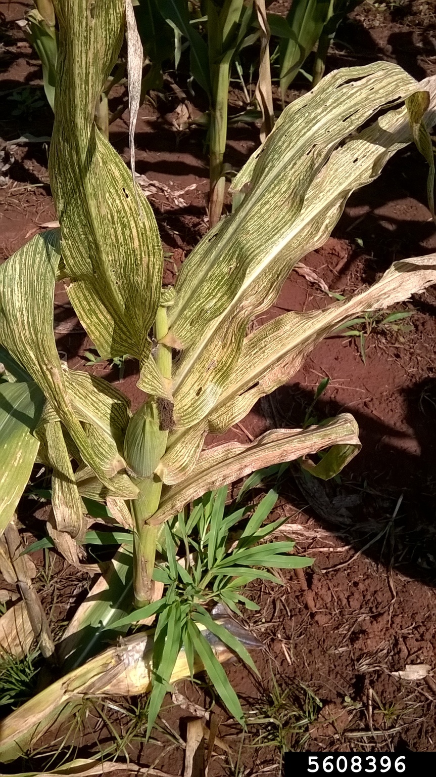 maize dwarf mosaic virus (MDMV) (Potyvirus Maize dwarf mosaic virus)