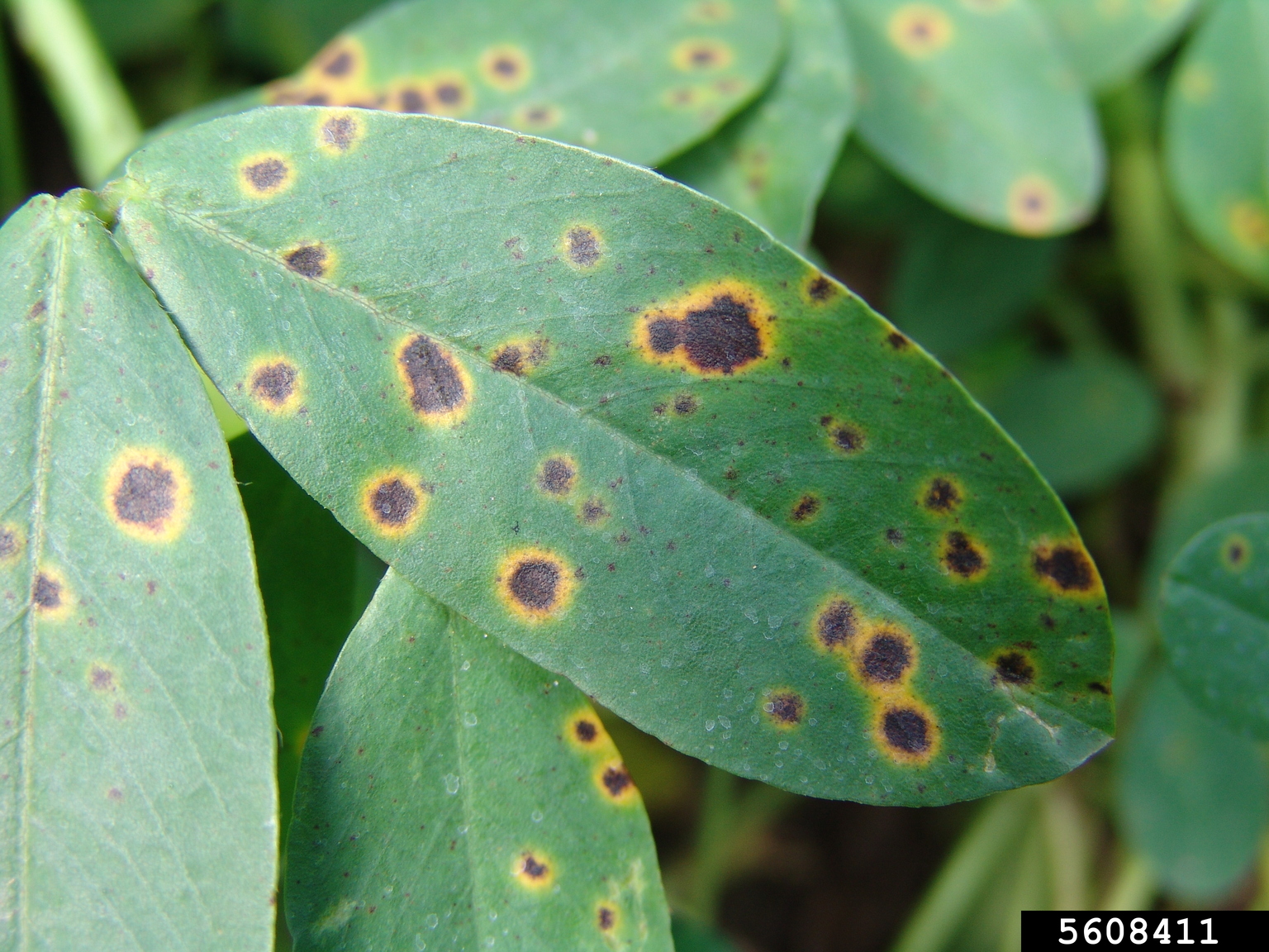 Cercospora leaf spot (Cercospora arachidicola)
