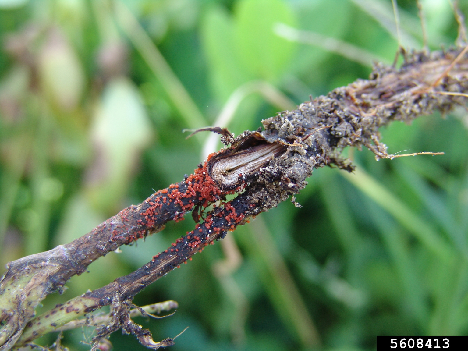 stem rot (Cylindrocladium crotalariae)