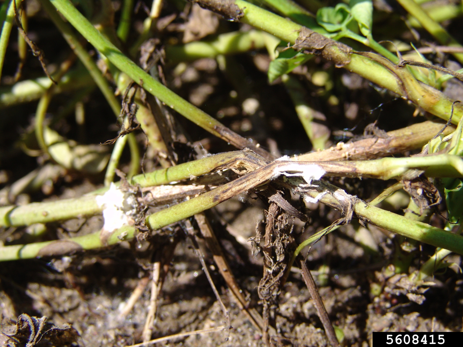 southern blight (Athelia rolfsii)