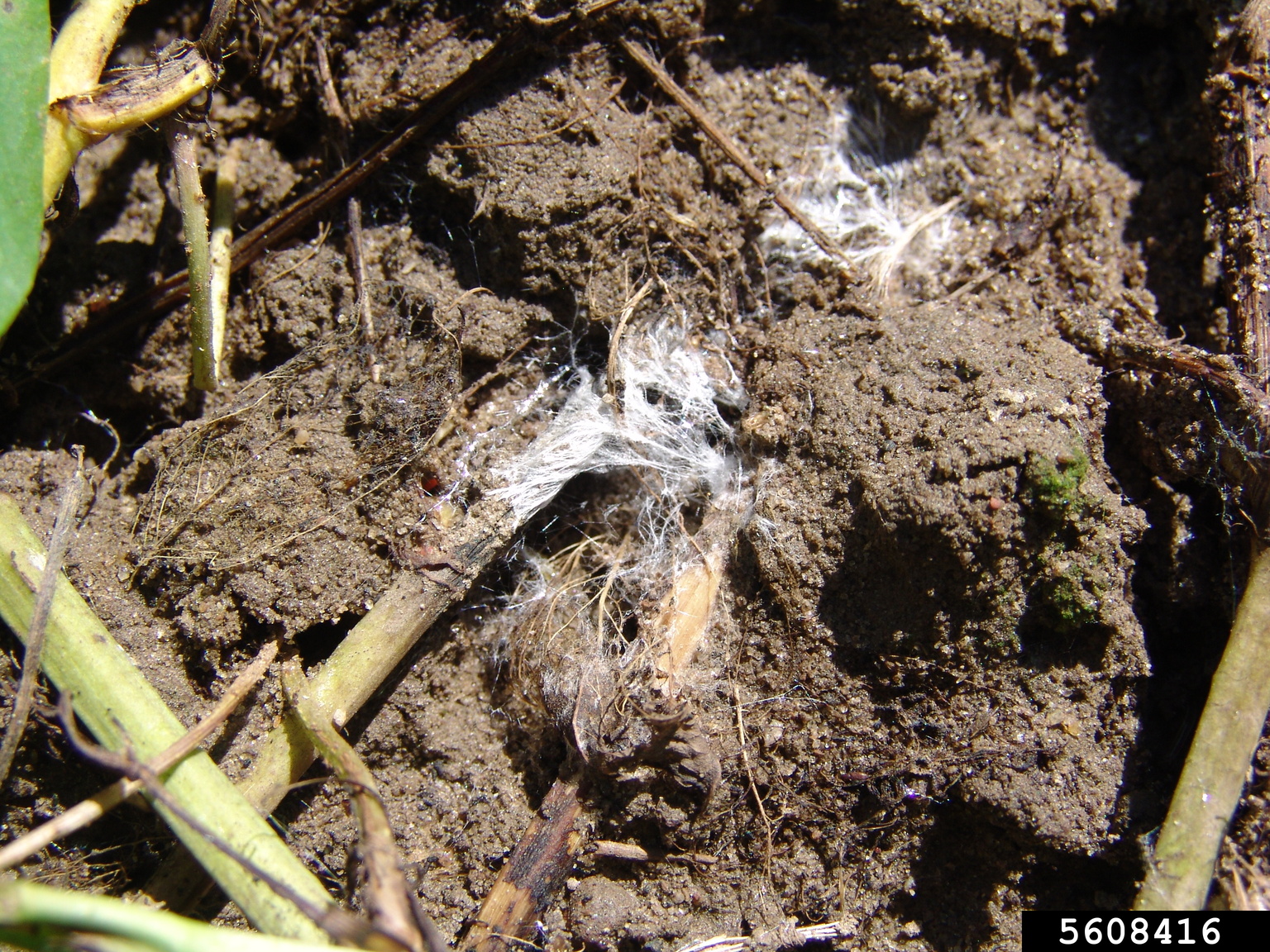 southern blight (Athelia rolfsii (Curzi) C.C. Tu & Kimbr.)