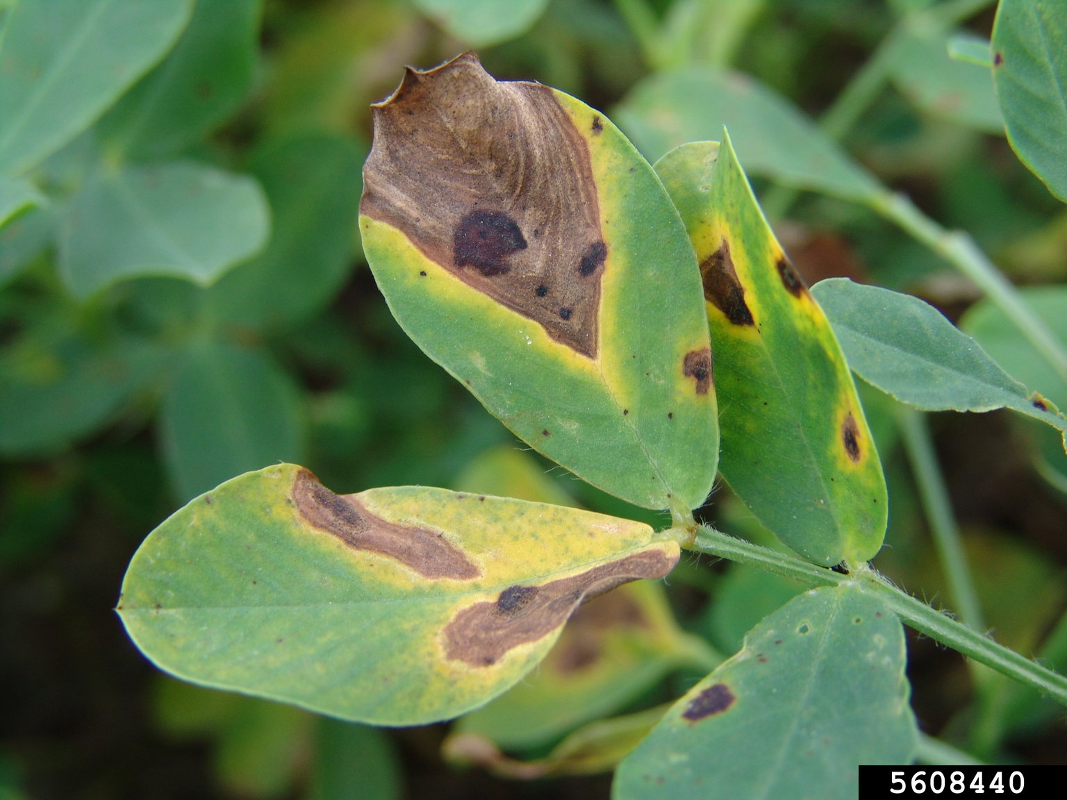 Leptosphaerulina leaf blight (Leptosphaerulina crassiasca (Séchet) C.R ...