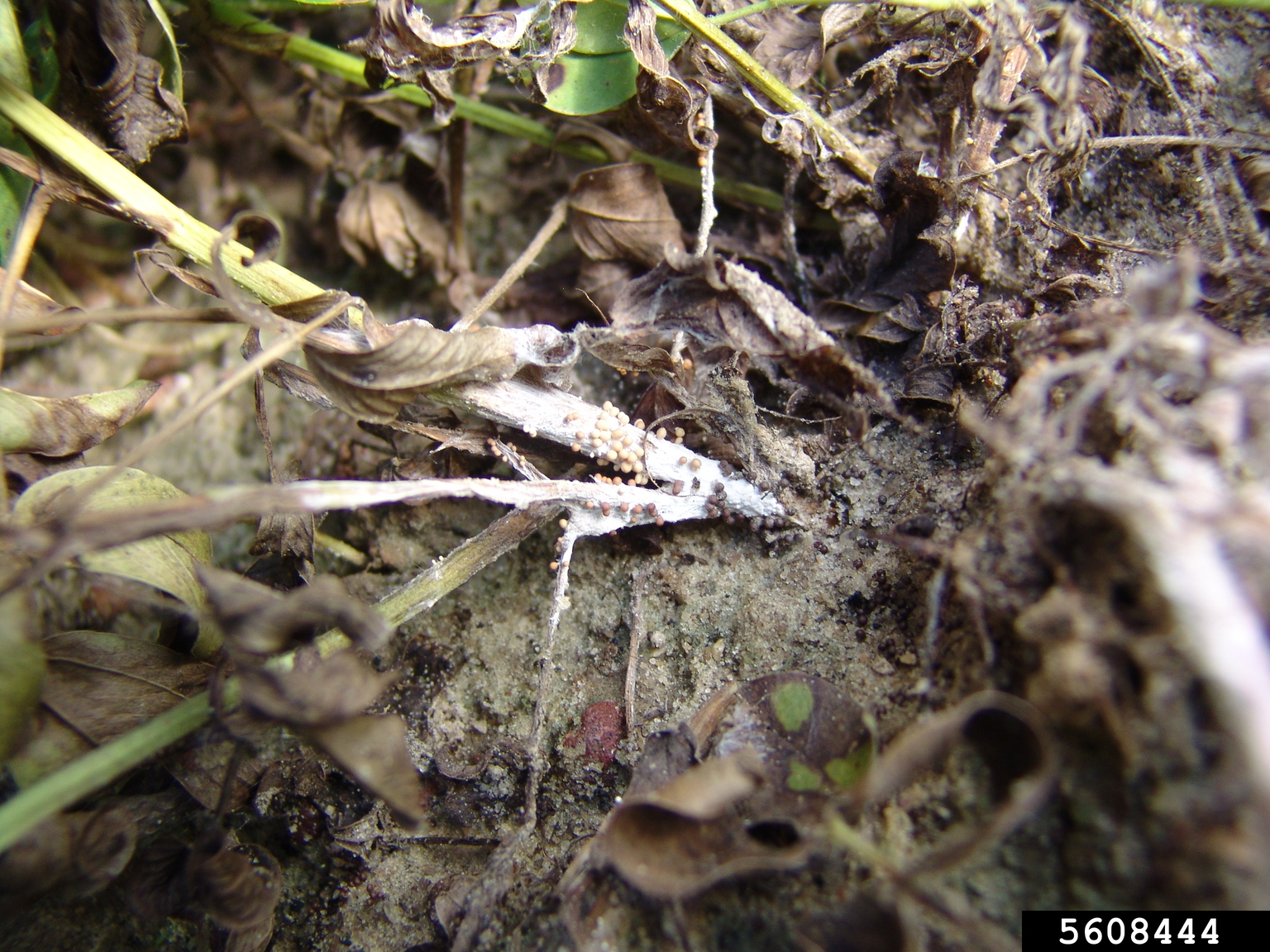 southern blight (Athelia rolfsii)