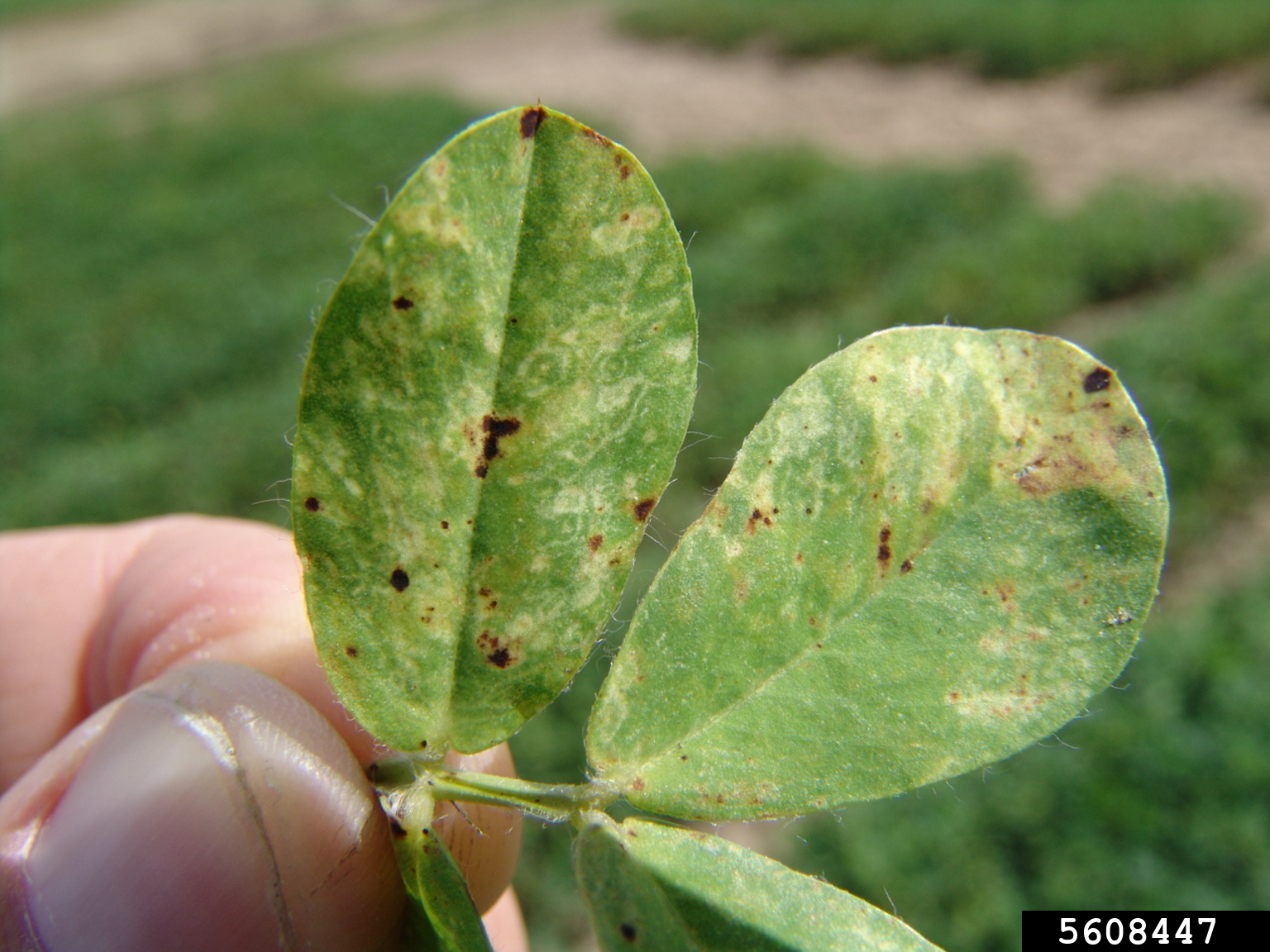 tomato spotted wilt virus (TSWV) (Tospovirus Tomato spotted wilt virus)