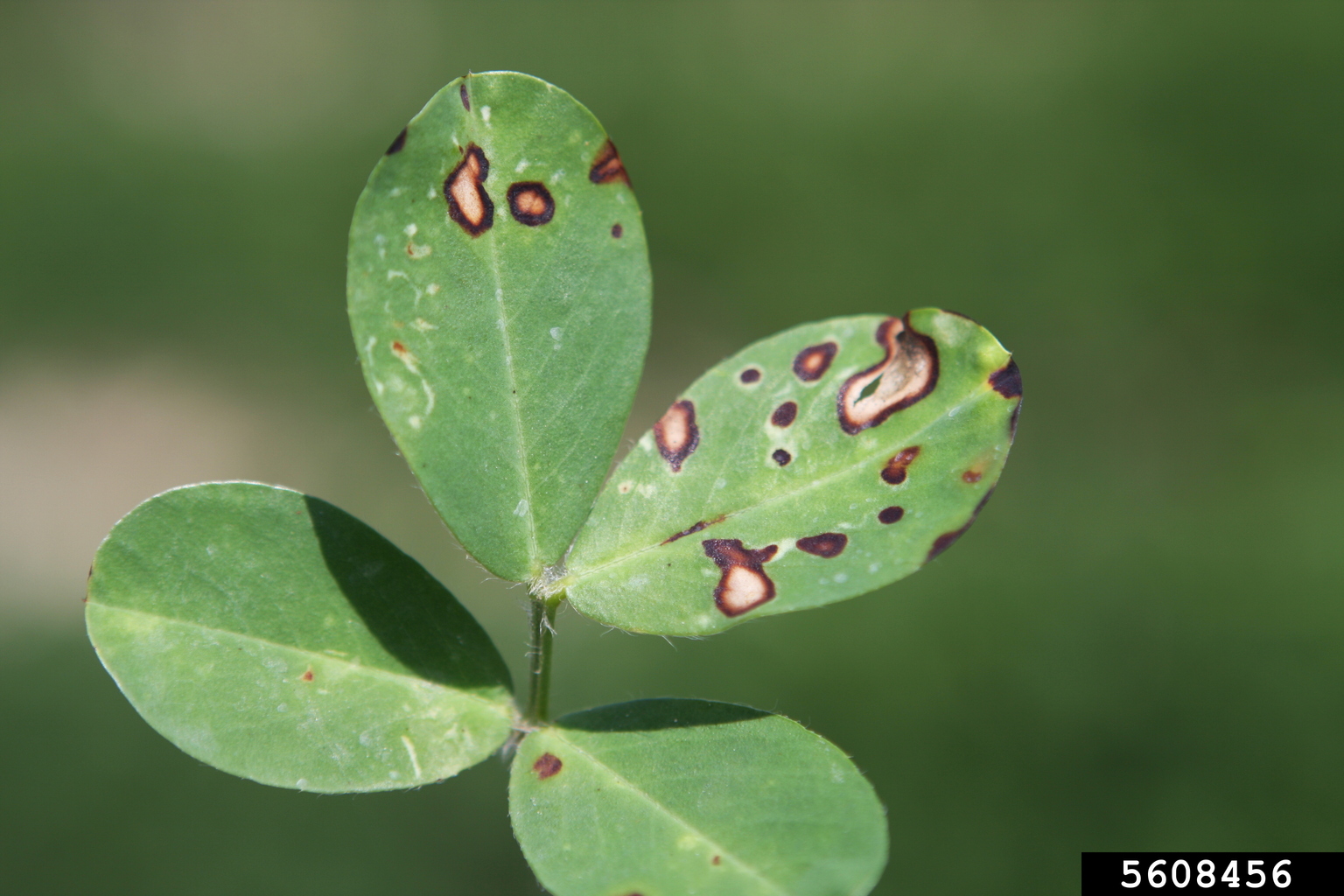 Phyllosticta leaf spots (Genus Phyllosticta)