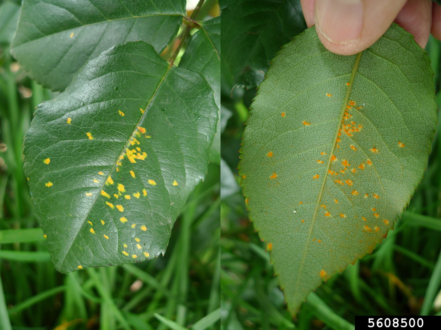 rose rust (Phragmidium mucronatum (Pers.) Schltdl.)