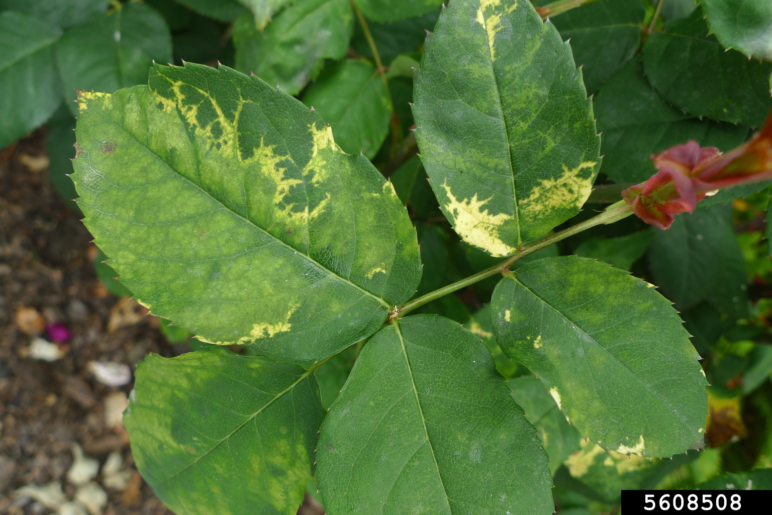 mosaic viruses (general)