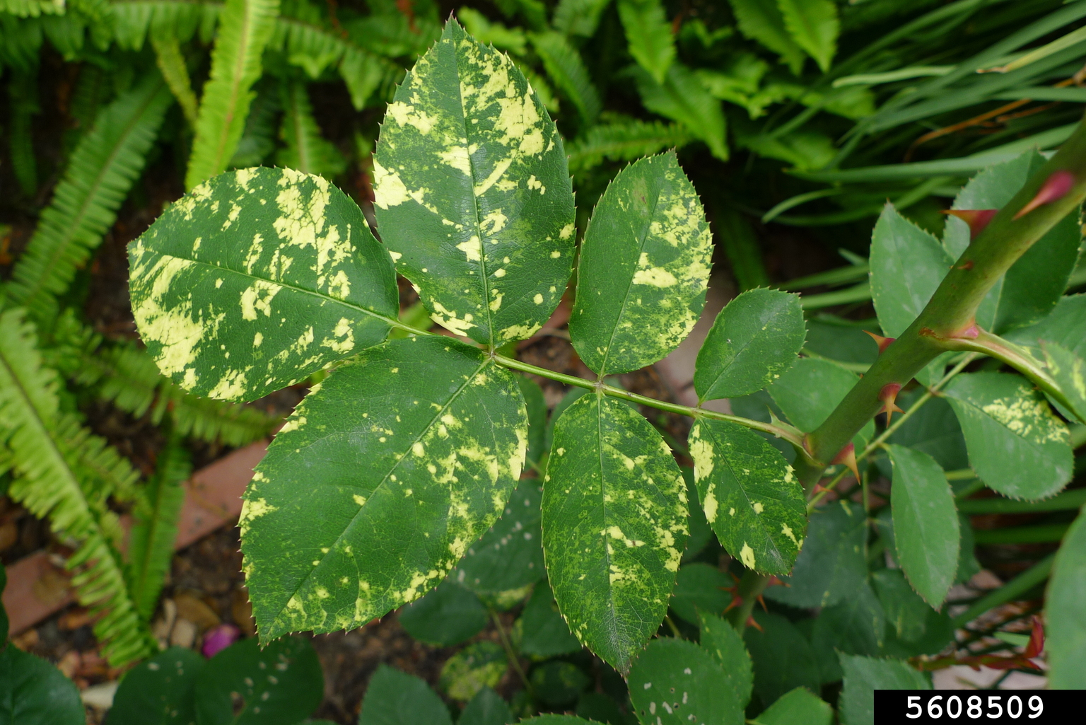 mosaic viruses (general)