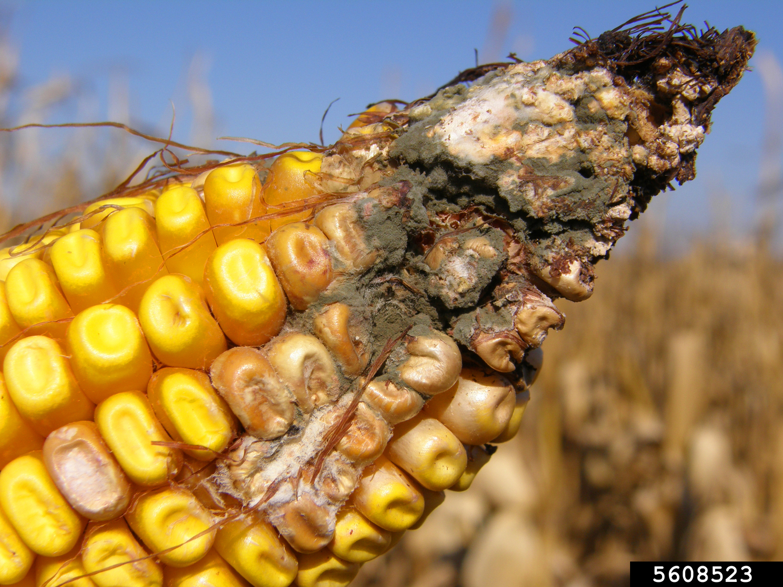 Penicillium ear rot