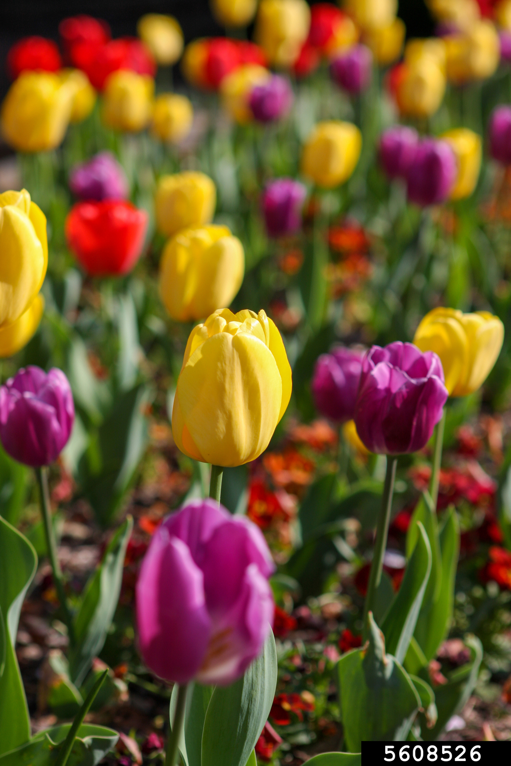 tulip (Genus Tulipa L.)