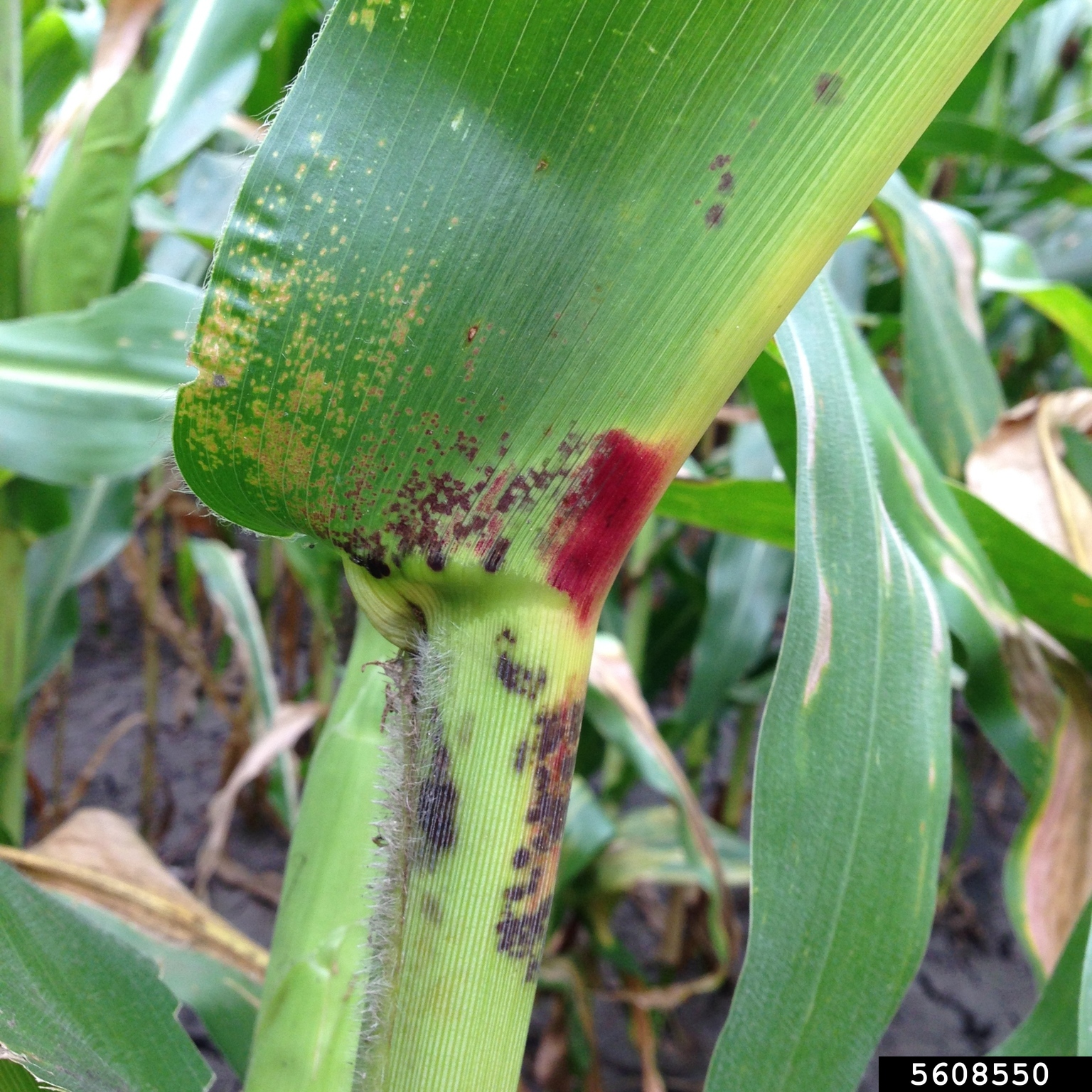 brown spot of corn (Physoderma maydis (Miyabe) Miyabe)