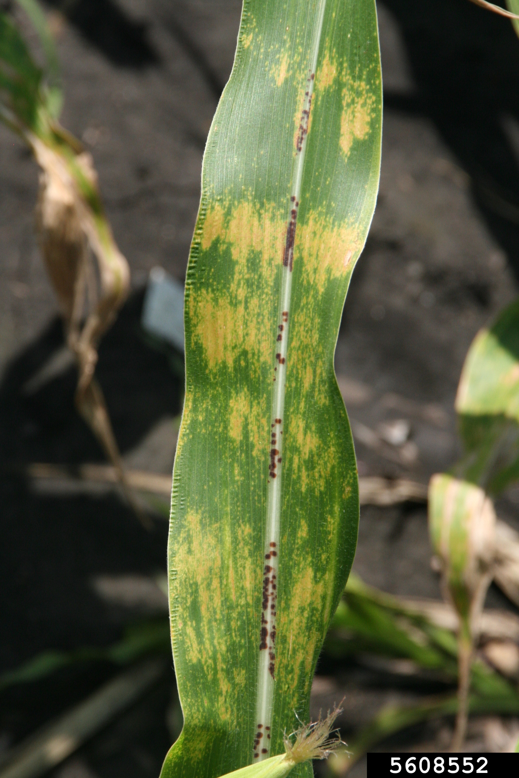 Physoderma brown spot