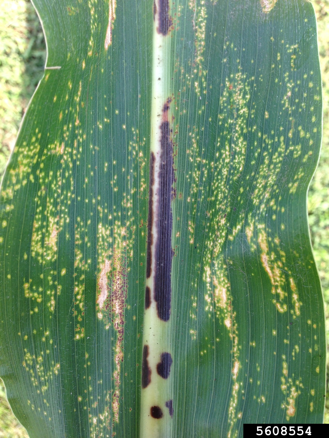 Physoderma brown spot