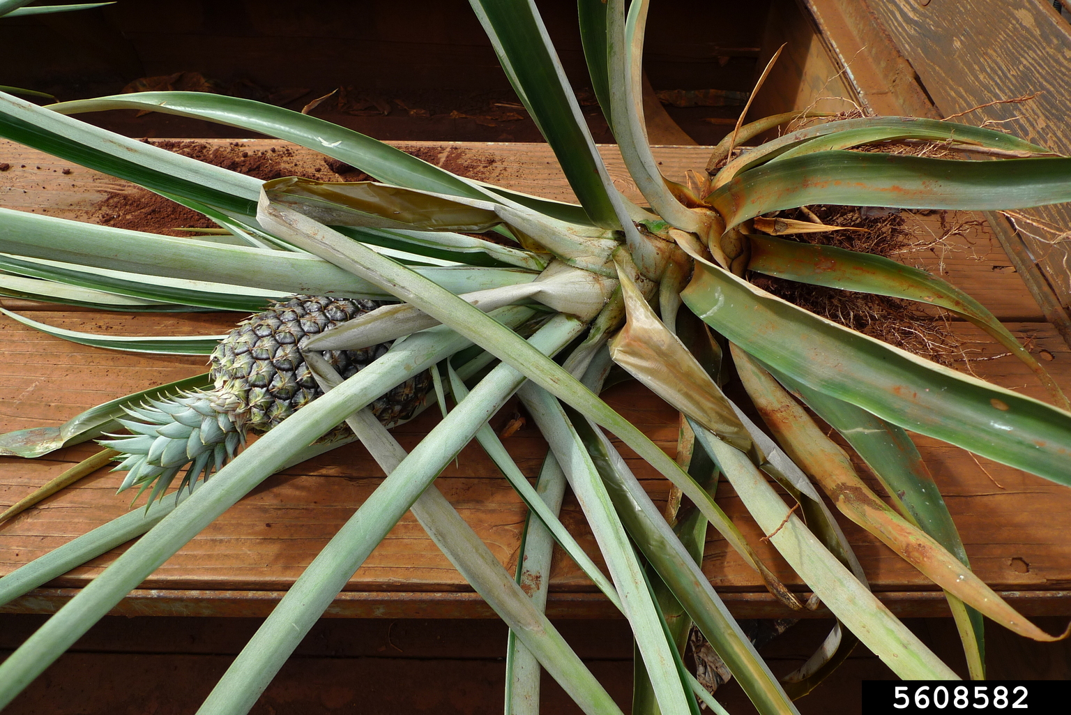 bacteria wilt and soft rot (Dickeya chrysanthemi (Burkholder et al ...