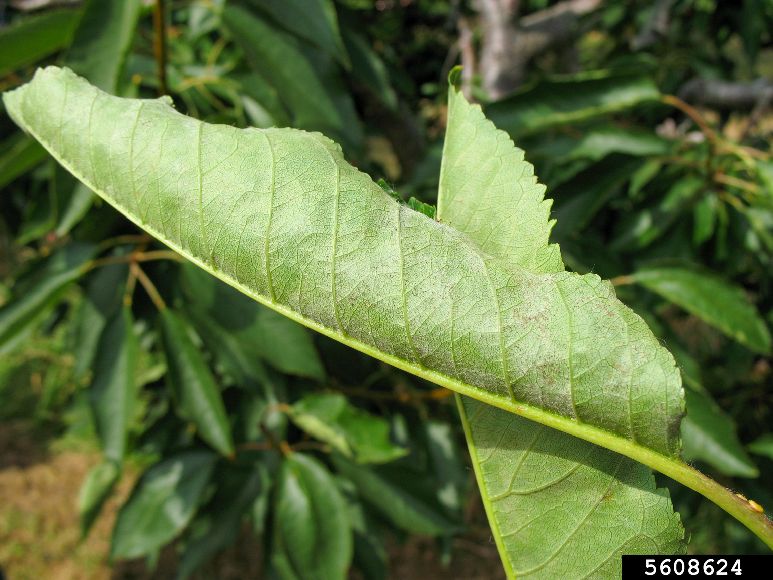 powdery mildew (Podosphaera clandestina)