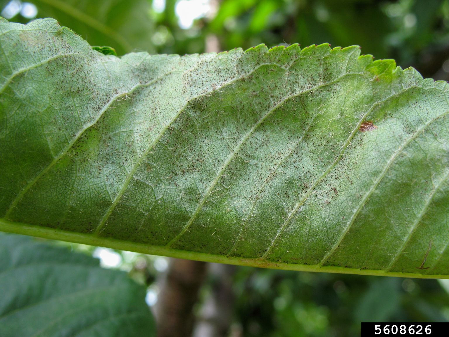 powdery mildew (Podosphaera clandestina)