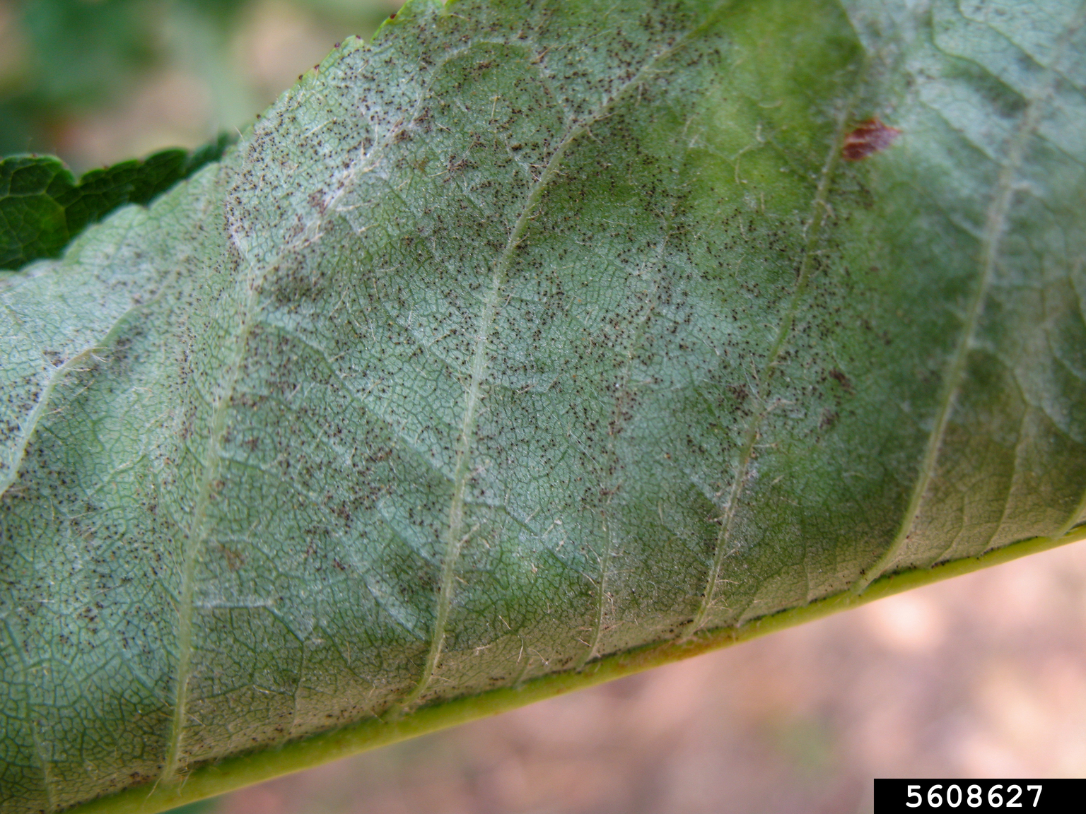 powdery mildew (Podosphaera clandestina)