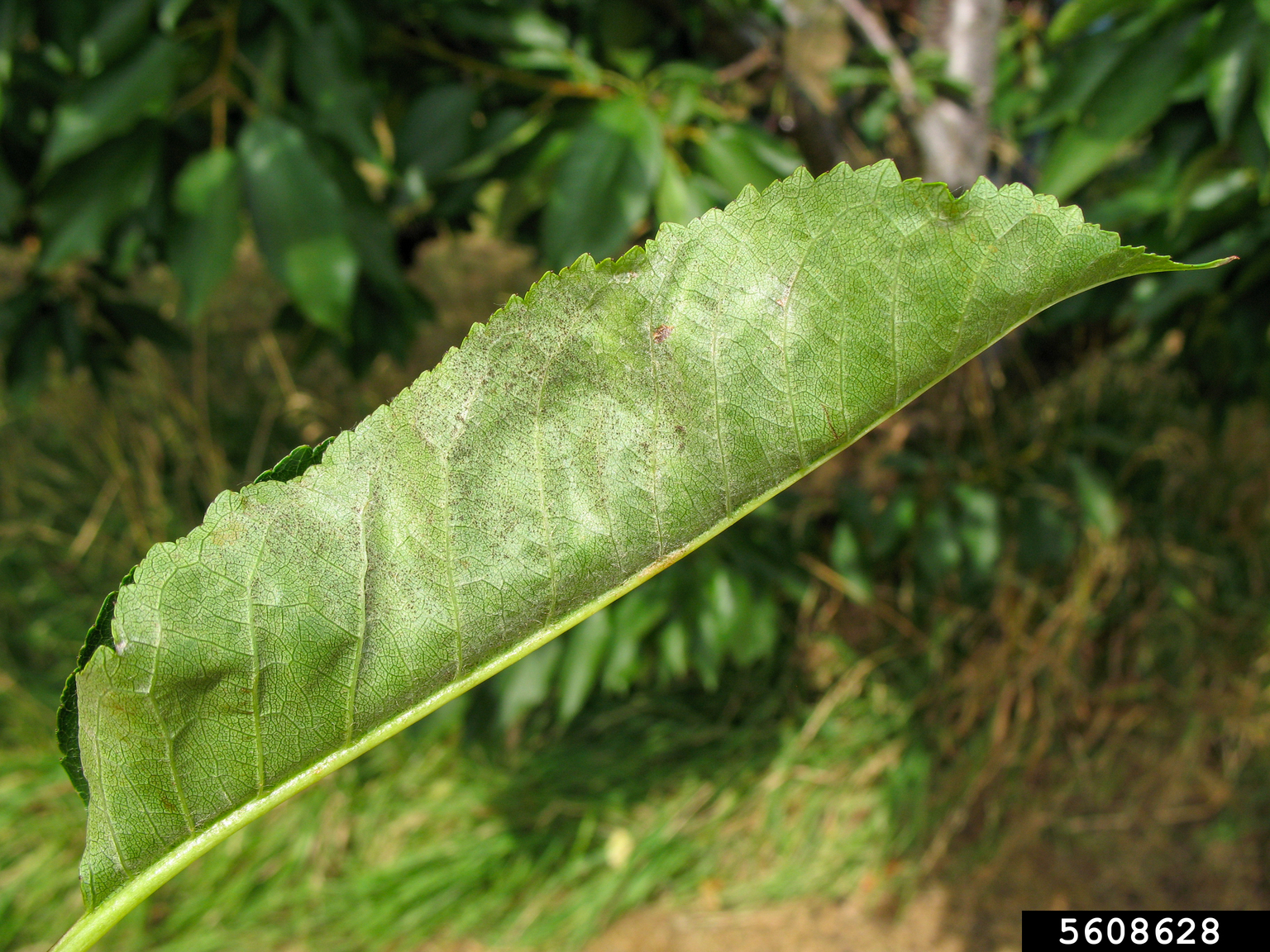 powdery mildew (Podosphaera clandestina (Wallr.) Lév.)
