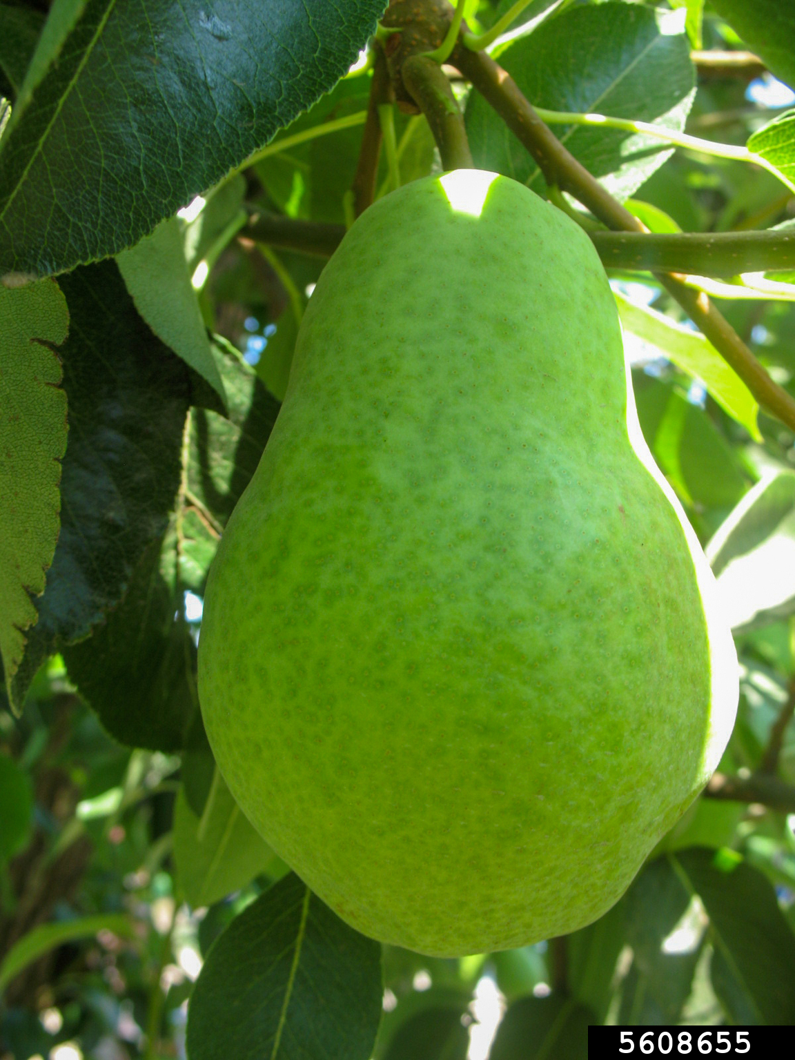pear (Genus Pyrus L.)