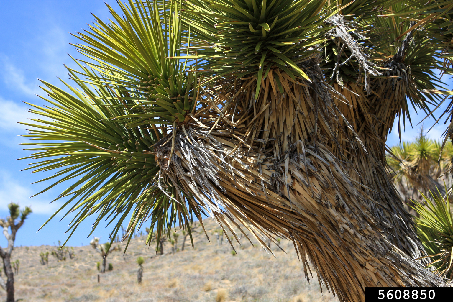 Joshua tree (Yucca brevifolia Engelm.)