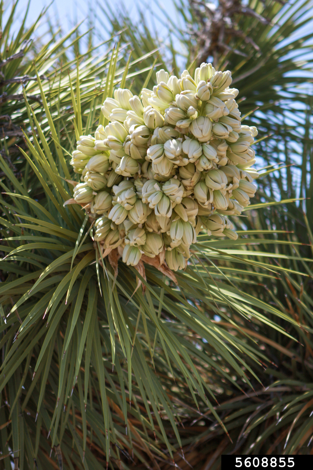 Joshua tree (Yucca brevifolia Engelm.)