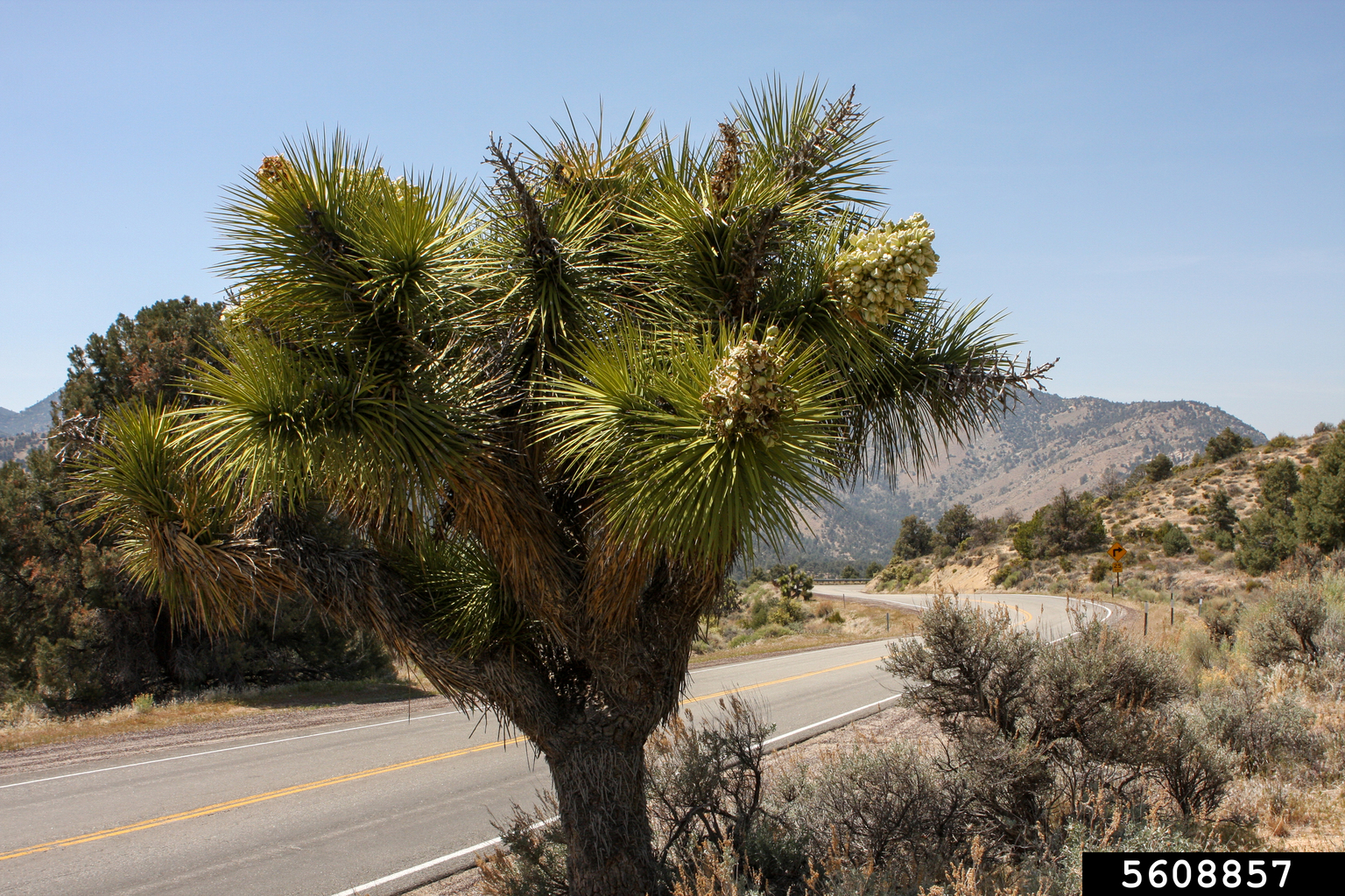 Joshua tree (Yucca brevifolia Engelm.)
