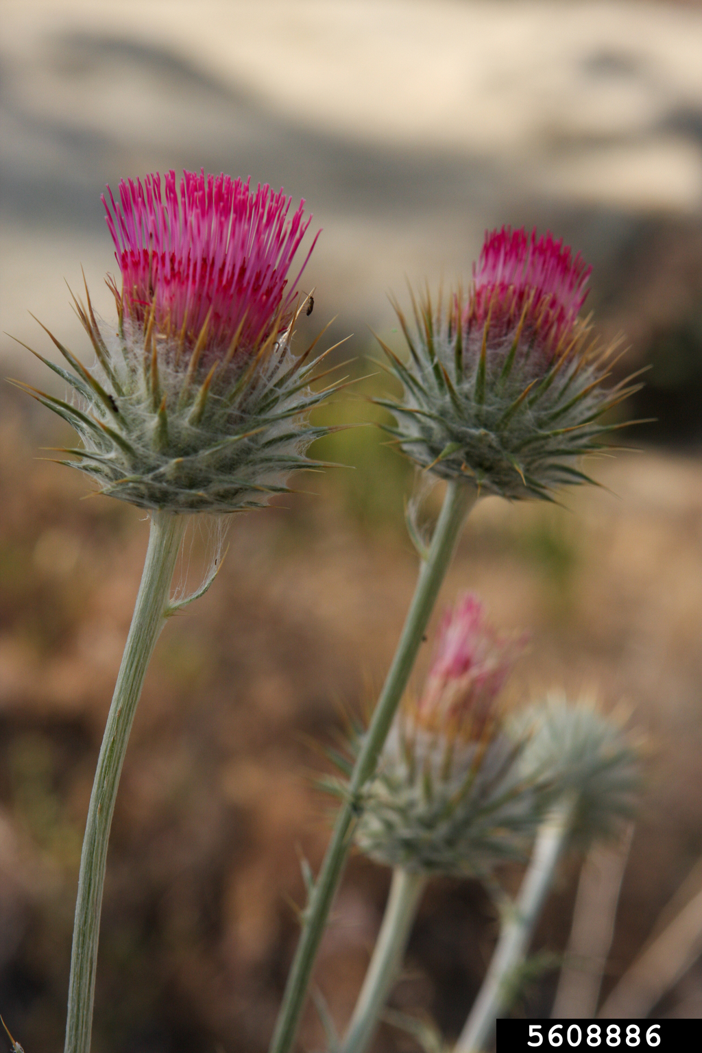 cobwebby thistle (Cirsium occidentale var. californicum (A. Gray) Keil ...