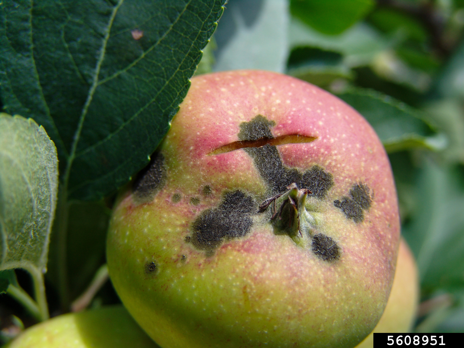 apple scab (Venturia inaequalis (Cooke) G. Wint.)