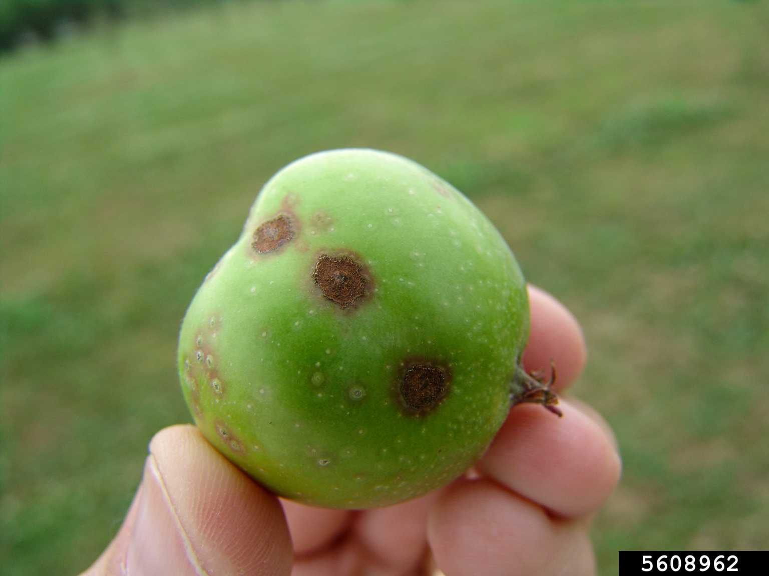 apple scab (Venturia inaequalis (Cooke) G. Wint.)