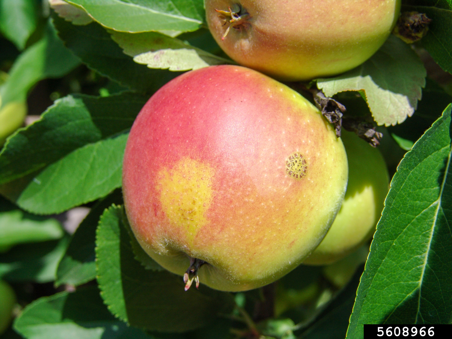 apple scab (Venturia inaequalis)