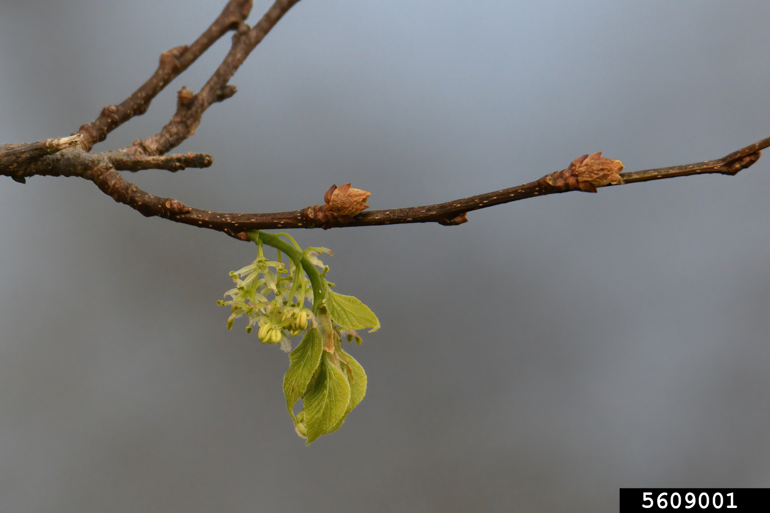 common hackberry (Celtis occidentalis)