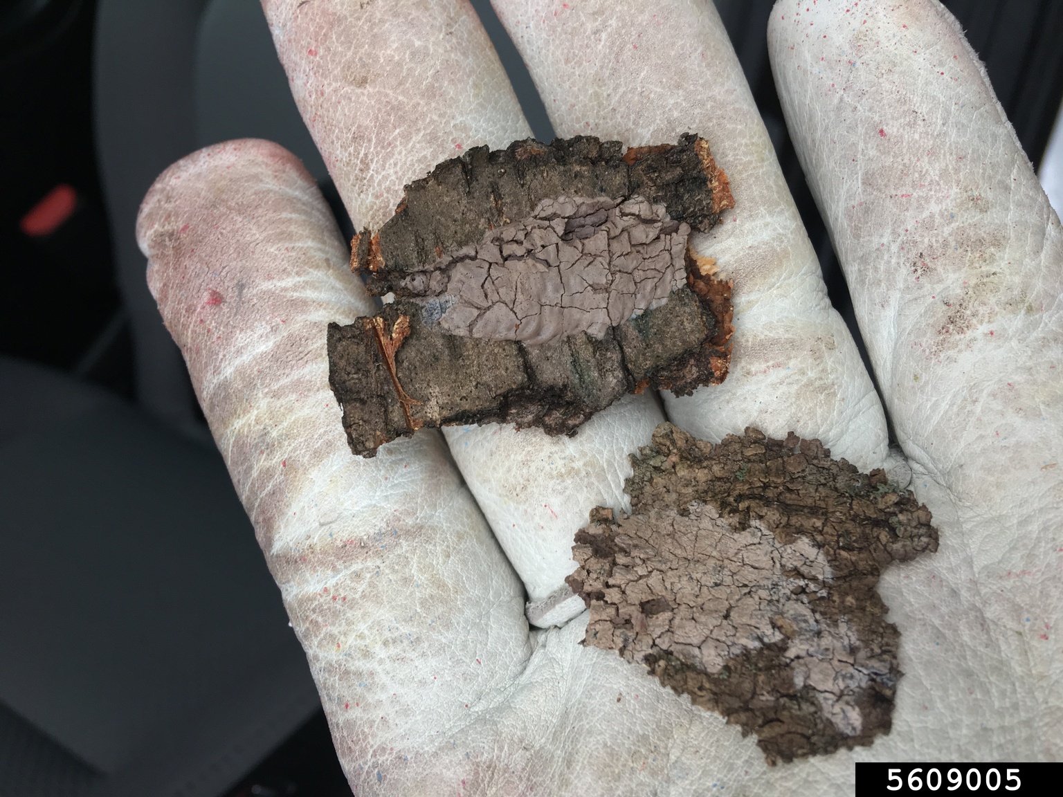 spotted lanternfly (Lycorma delicatula (White, 1845))