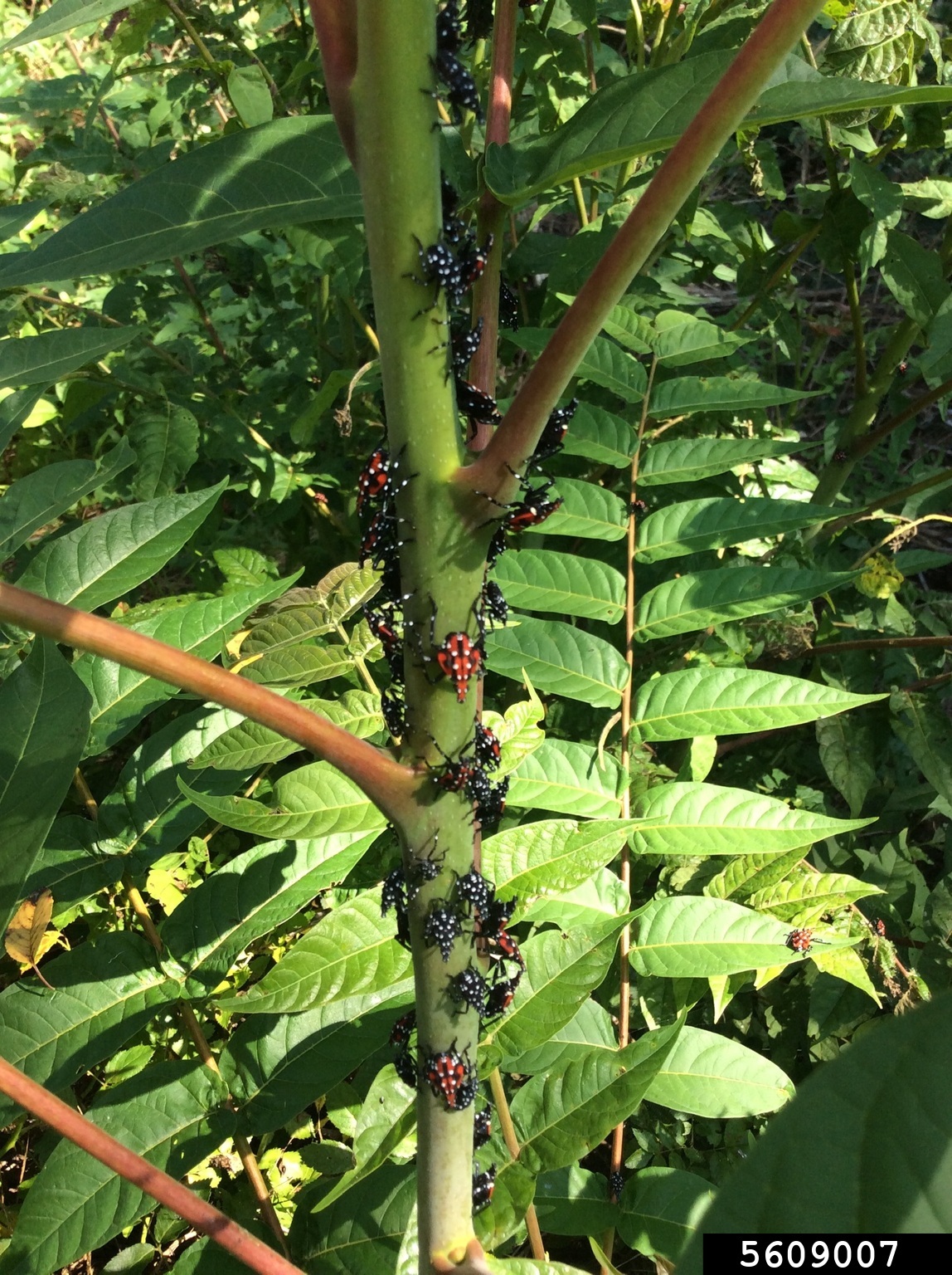 spotted lanternfly (Lycorma delicatula (White, 1845))