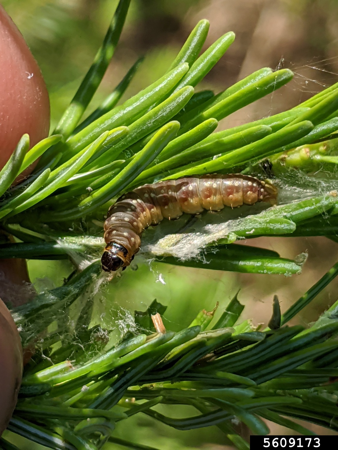 spruce budworm (Choristoneura fumiferana)