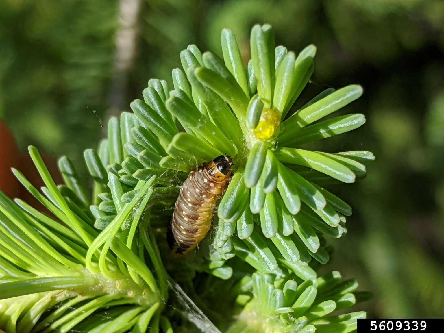 spruce budworm (Choristoneura fumiferana)