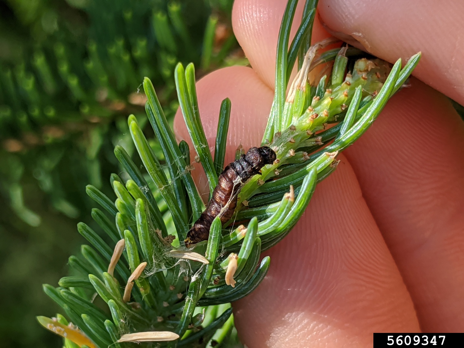 spruce budworm (Choristoneura fumiferana (Clemens))
