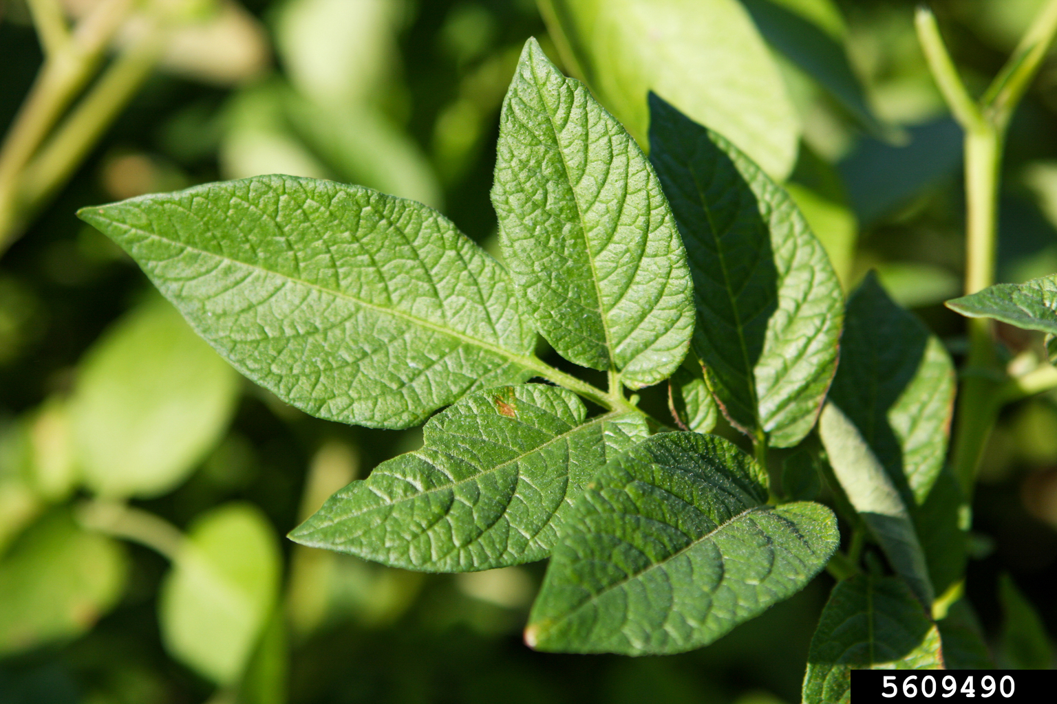 potato (Solanum tuberosum L.)