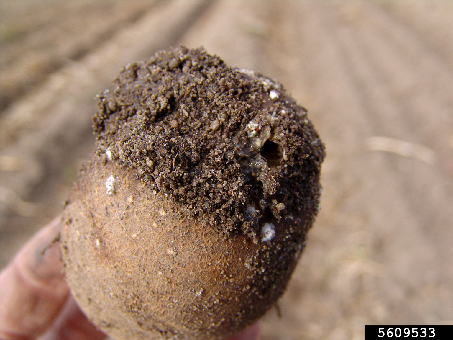 Phytophthora root and stem rot (Phytophthora erythroseptica Pethybr.)