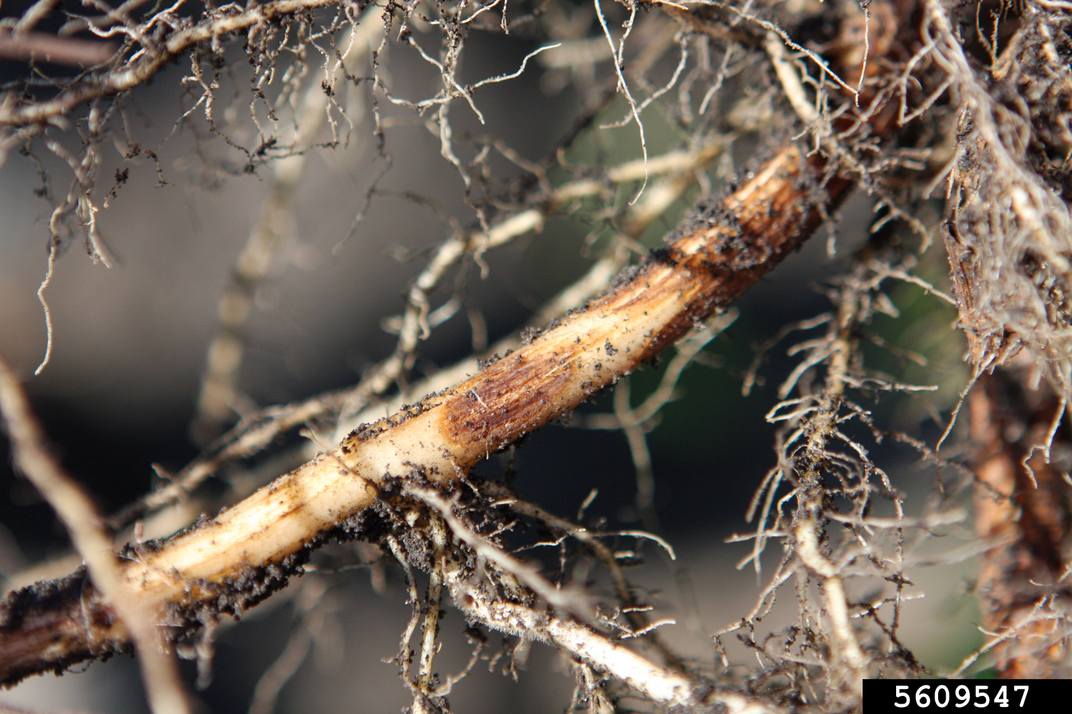 Rhizoctonia damping-off, blight and rot (Rhizoctonia solani J.G. Kühn)