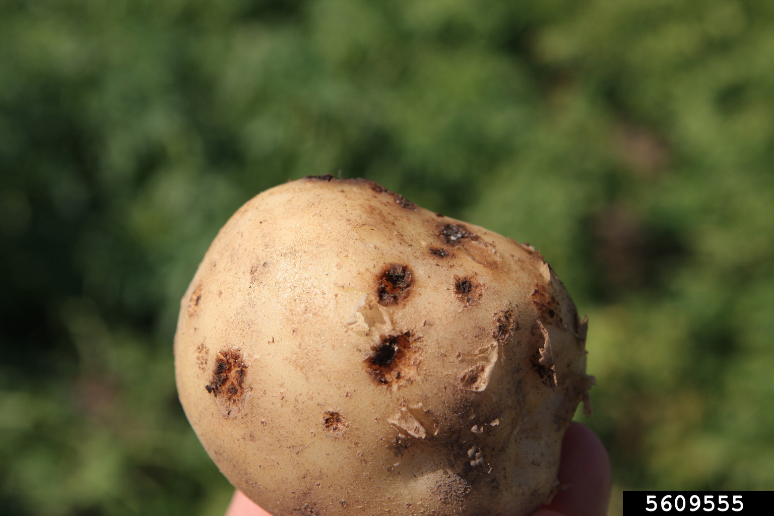 common scab of potato (Streptomyces scabiei)